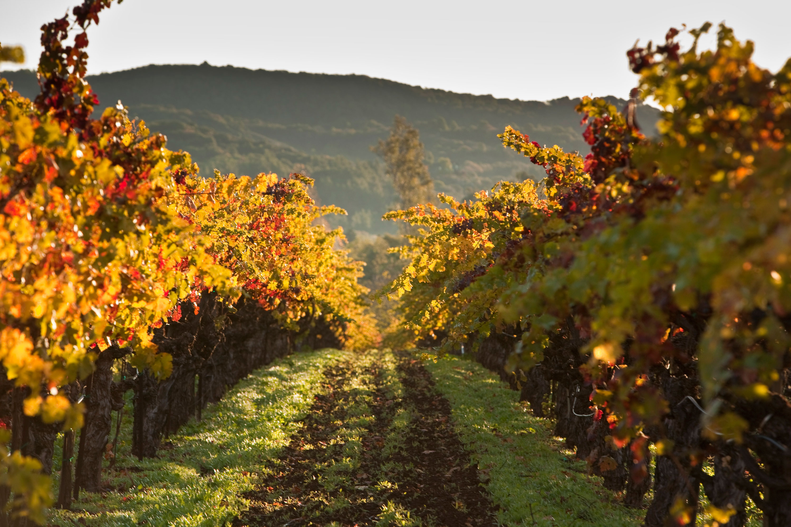 Tasting Experiences - Sebastiani